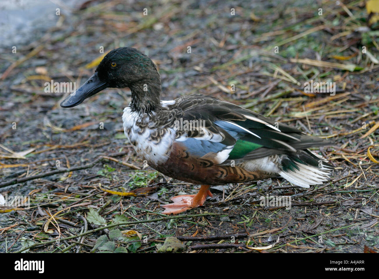 SHOVELLER ANAS CLYPEATA DRAKE STANDING SV Stock Photo - Alamy