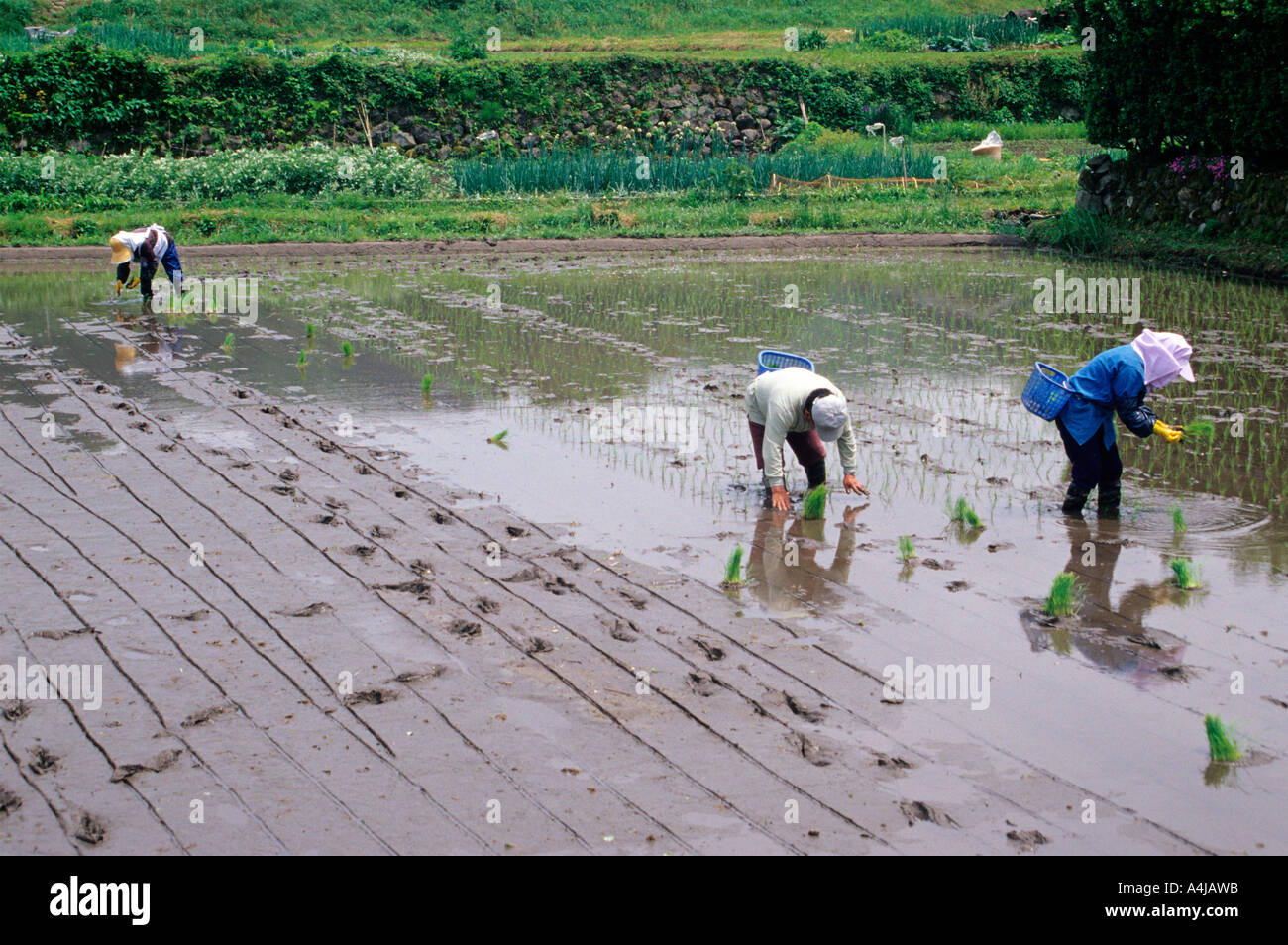 Japan rice planting spring hi-res stock photography and images - Alamy