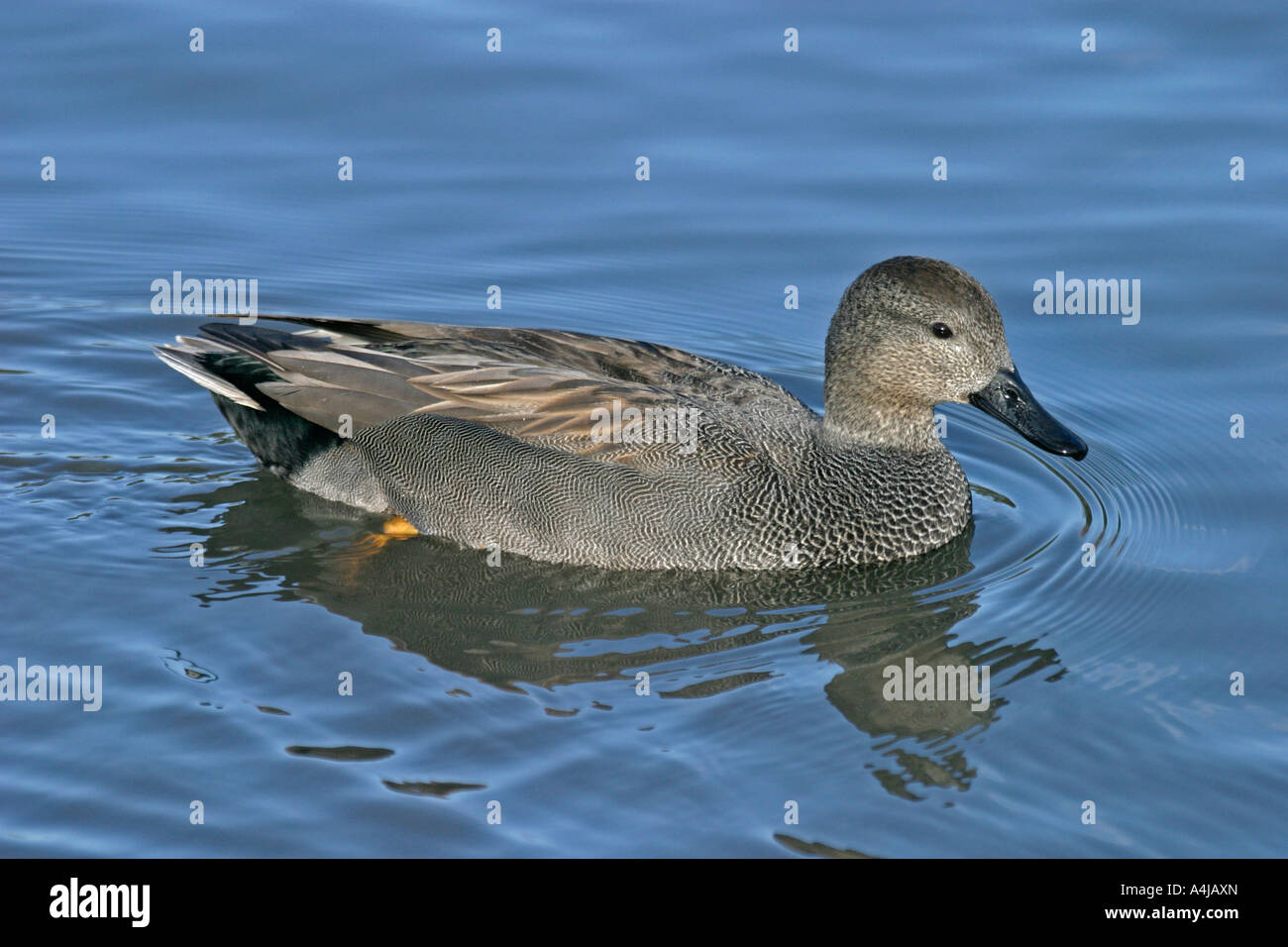 GADWALL ANAS STREPERA DRAKE SWIMMING SV Stock Photo - Alamy
