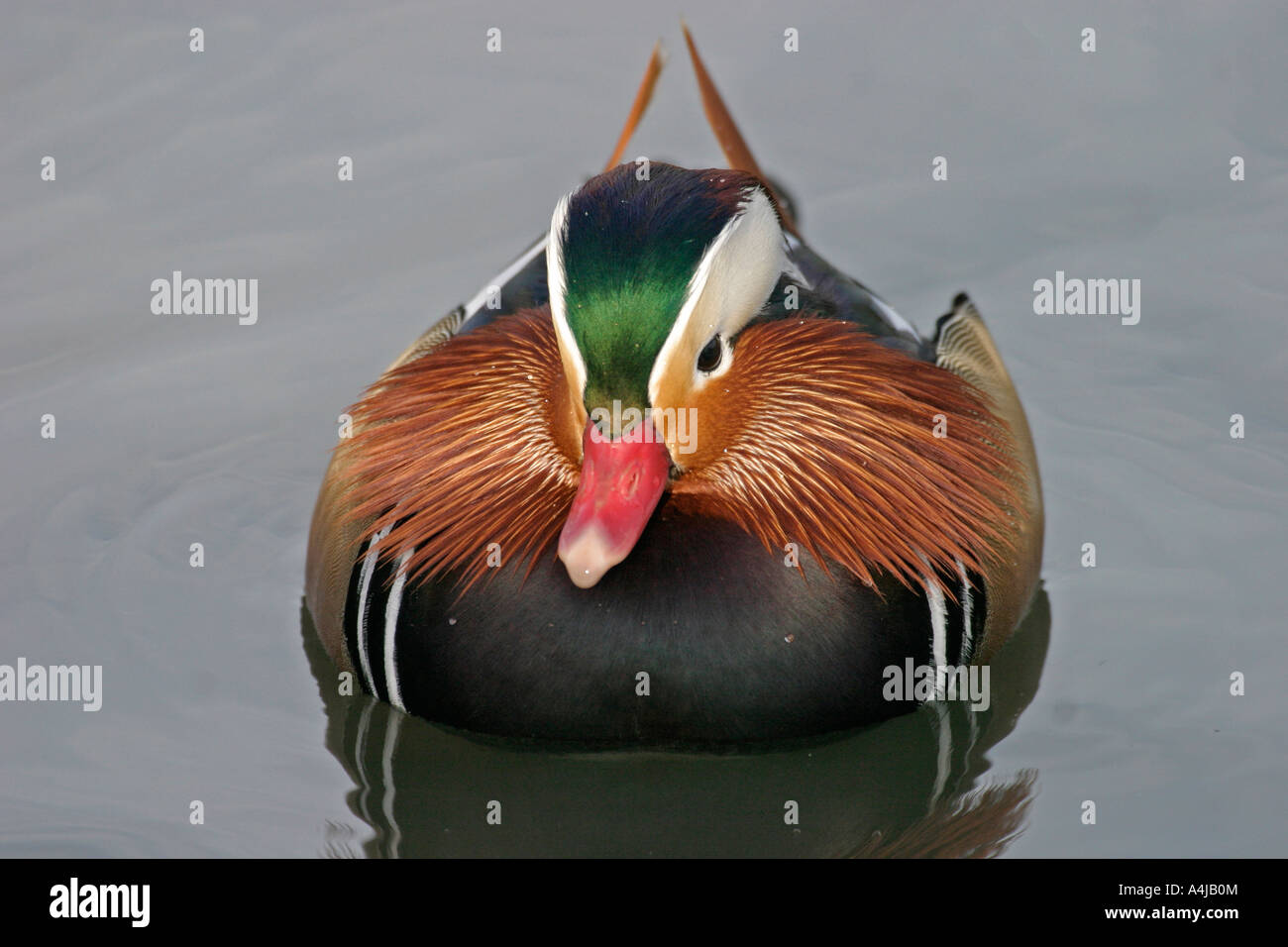 Mandarin drake hi-res stock photography and images - Alamy