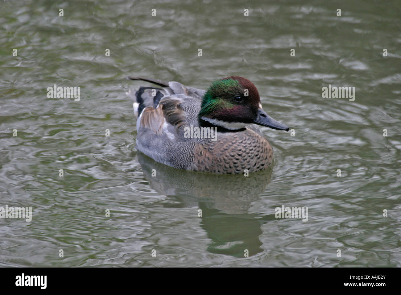 Falcated duck anas falcata hi-res stock photography and images - Alamy