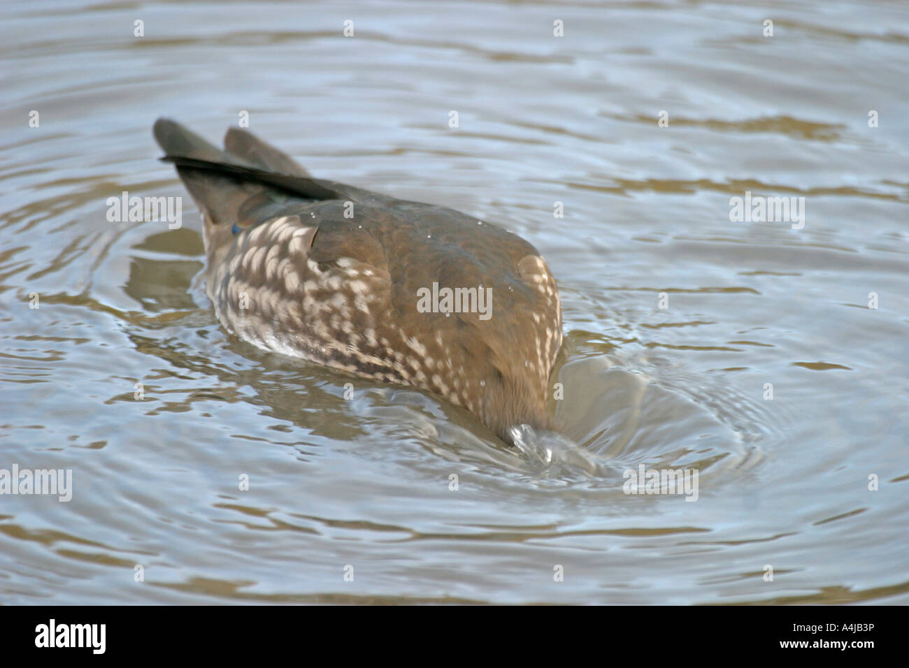 WOOD DUCK AIX SPONSA DUCK DABBLING FV Stock Photo - Alamy