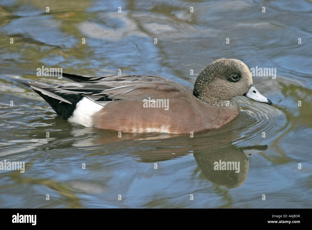 AMERICAN WIGEON ANAS AMERICANA ADULT MALE IN ECLIPSE PLUMAGE Stock ...