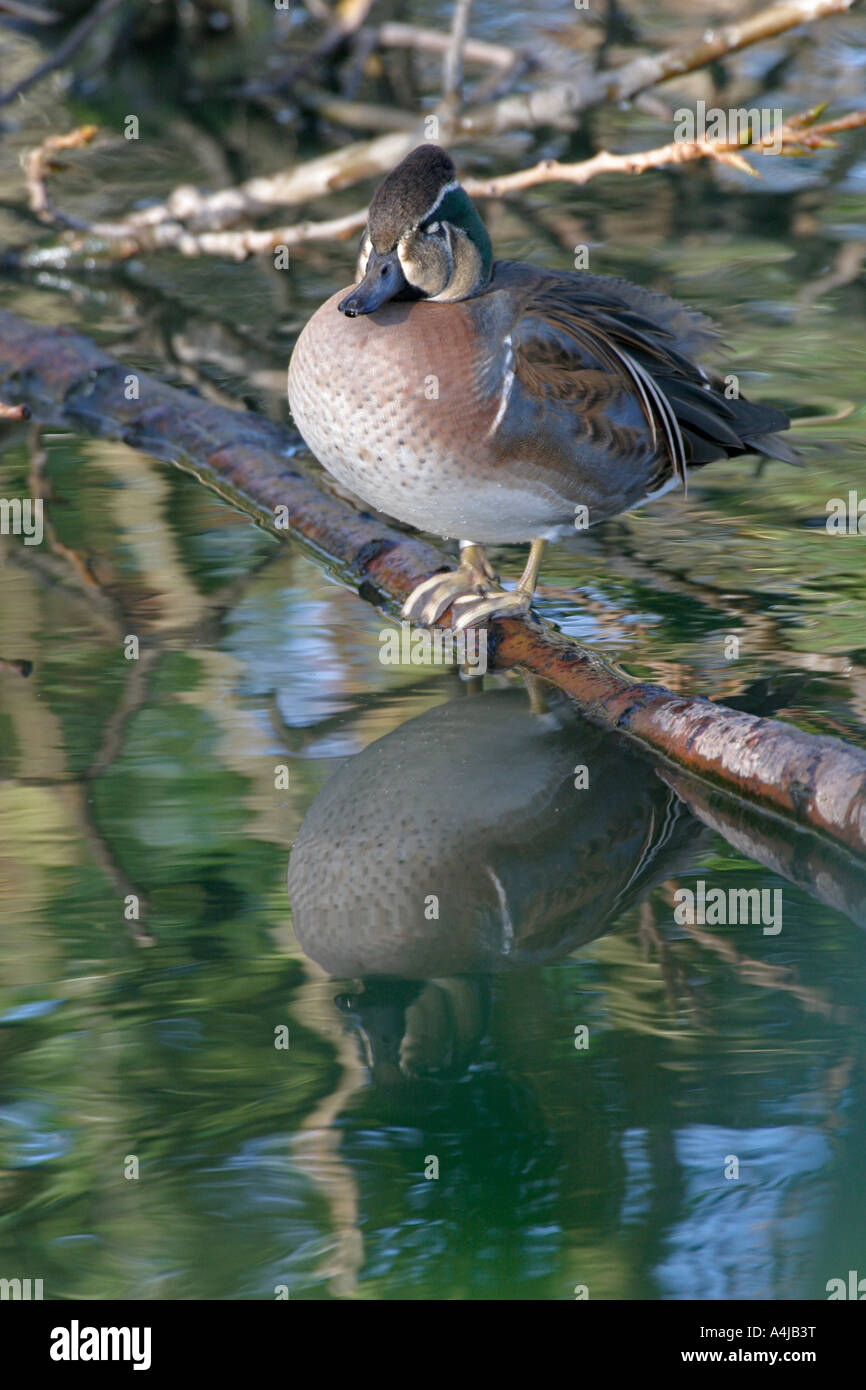 Baikal teal anas formosa hi-res stock photography and images - Alamy