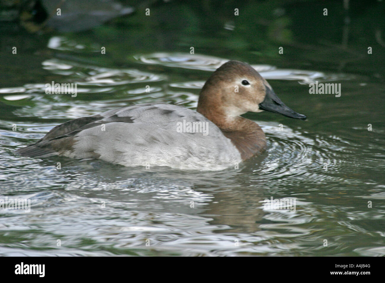 Canvasback duck swimming hi-res stock photography and images - Alamy