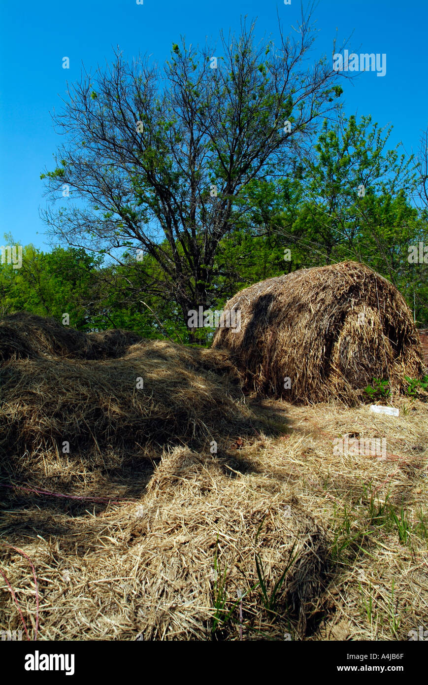 Bundles of straw in a field in Texas Stock Photo - Alamy