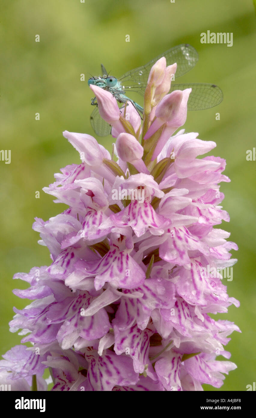 Southern Marsh-orchid close up macro shot Stock Photo - Alamy