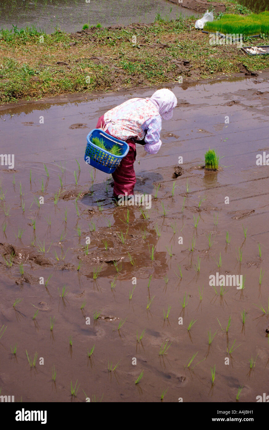 Planting rice, Japan Stock Photo - Alamy