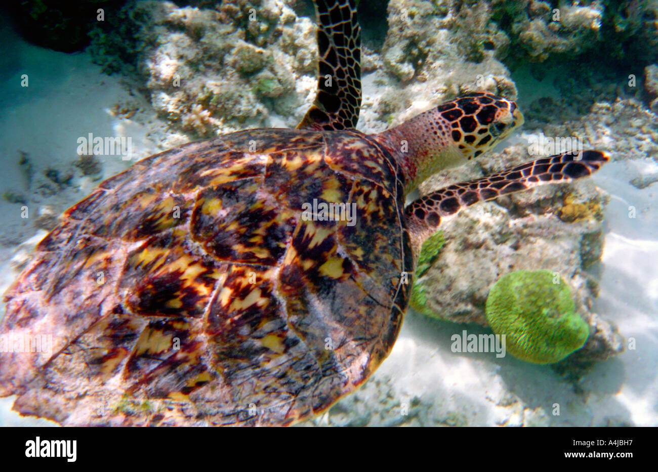 Hawksbill beach resort hi-res stock photography and images - Alamy