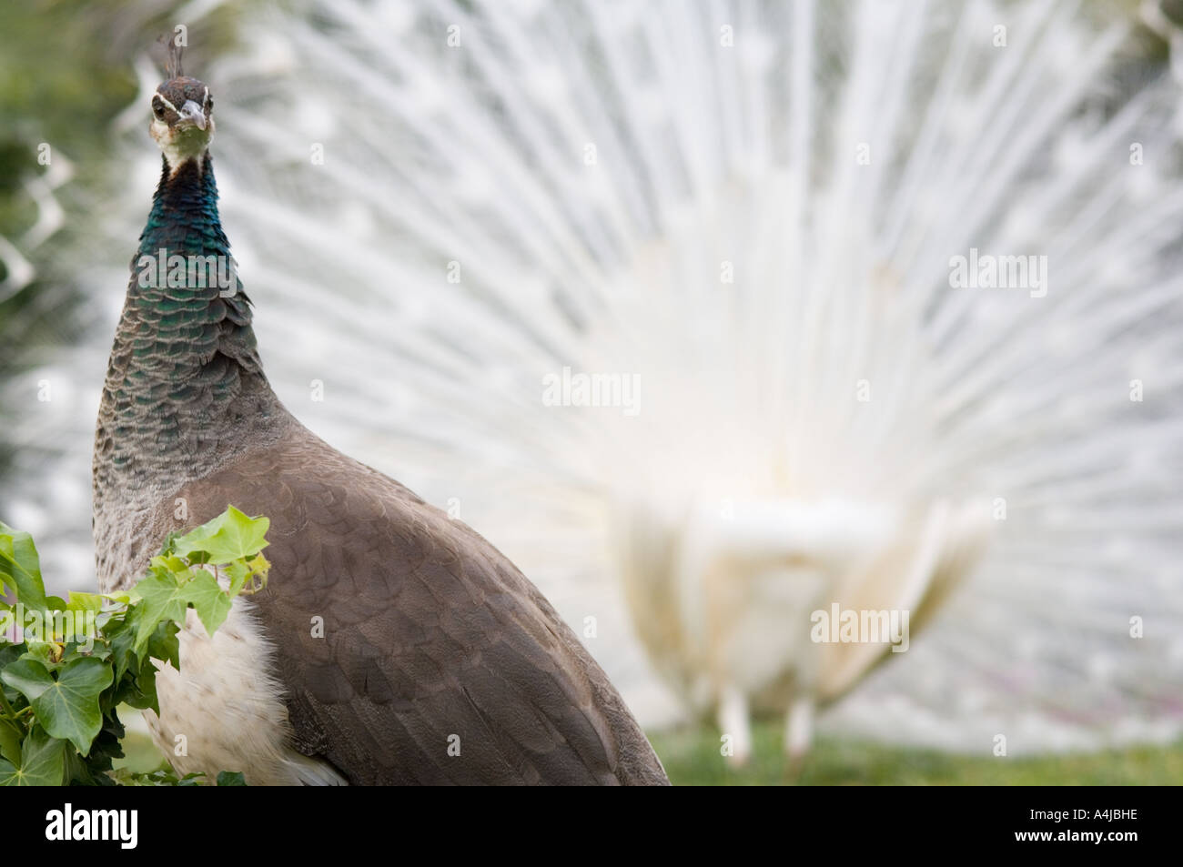 India Blue Peafowl White Mutation, Pavo cristatus, male displaying on ...