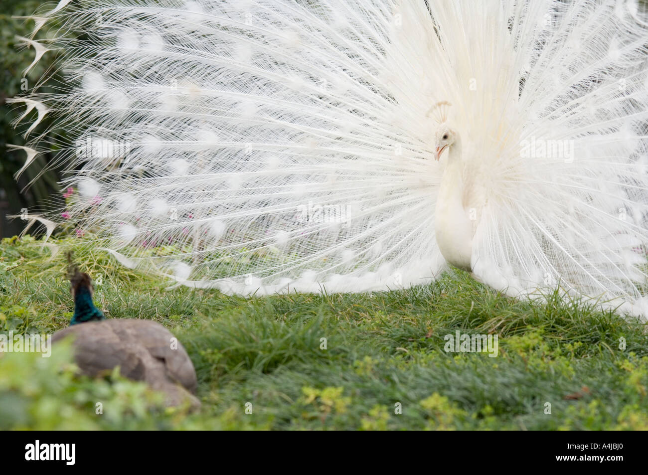 India Blue Peafowl White Mutation, Pavo cristatus, male displaying on ...