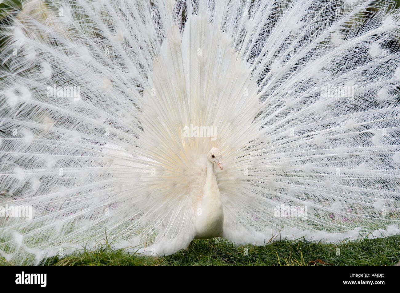 India Blue Peafowl White Mutation, Pavo cristatus, male displaying ...