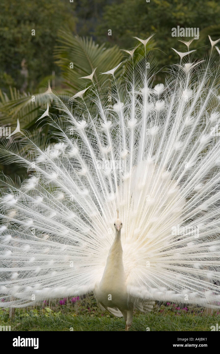 India Blue Peafowl White Mutation, Pavo cristatus, male displaying ...