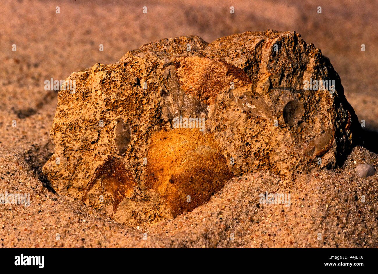 Fossilien hi-res stock photography and images - Alamy