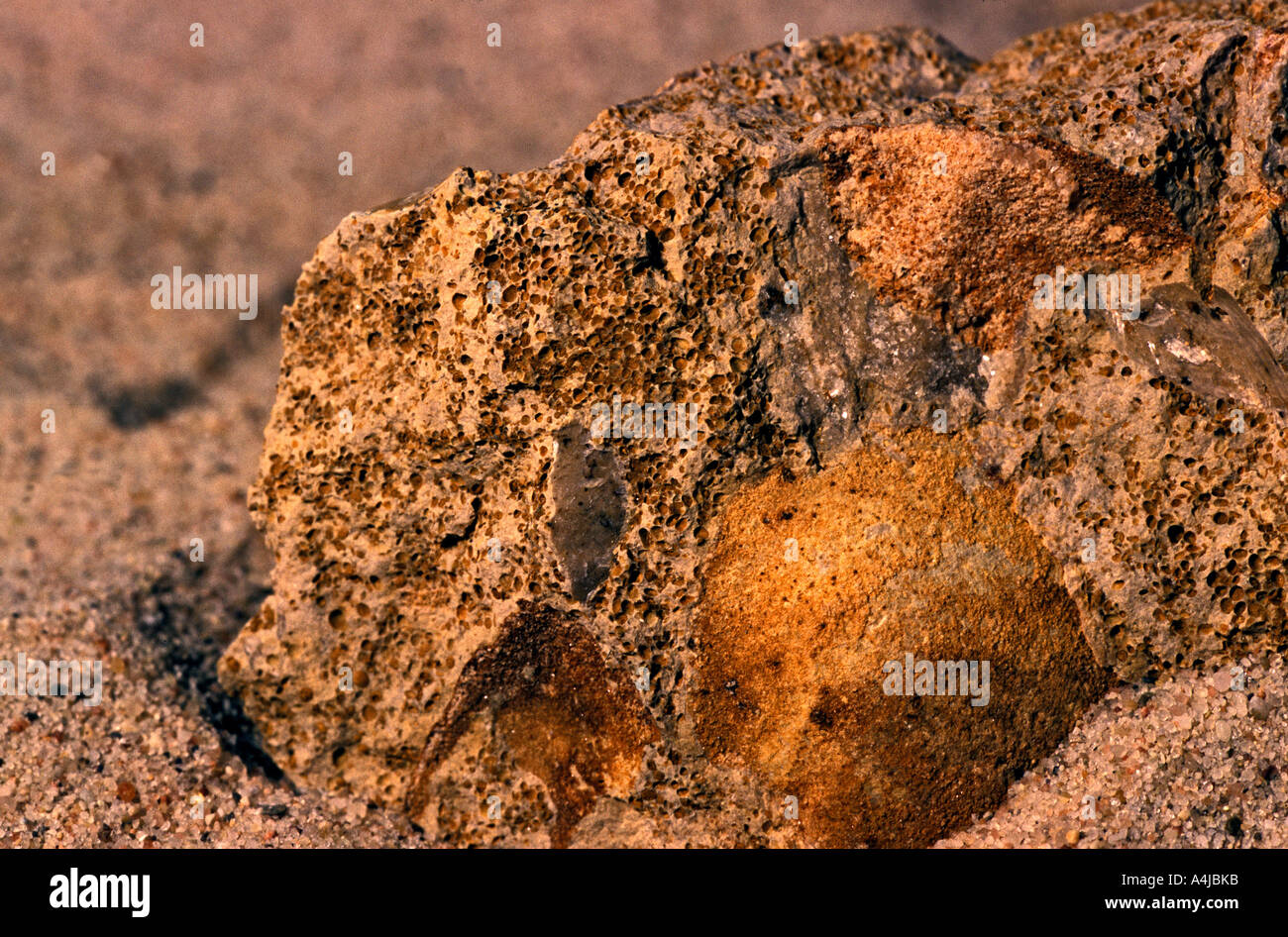 Fossilien hi-res stock photography and images - Alamy