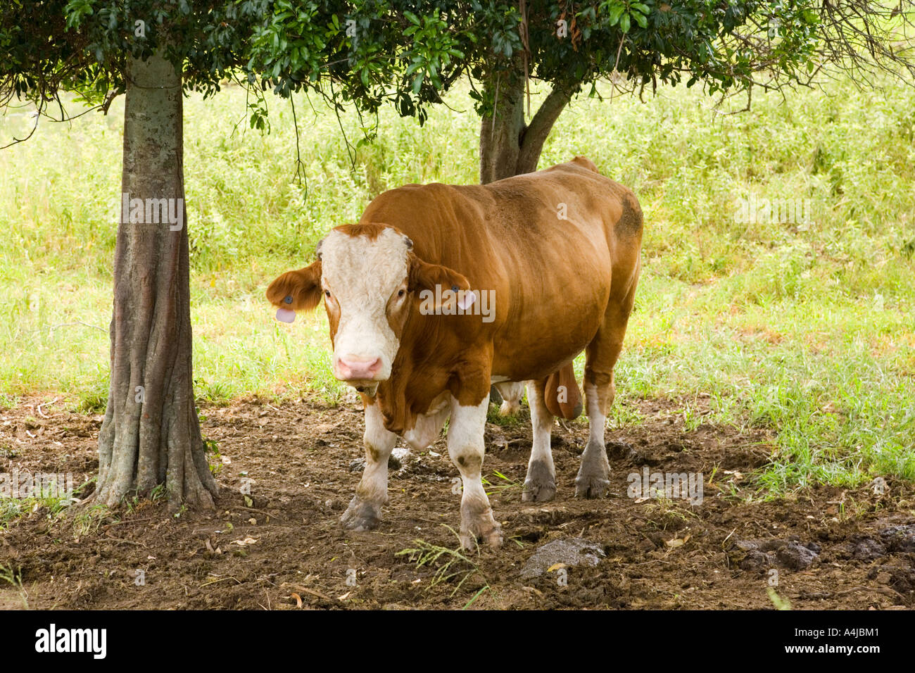 Stock Photo Hereford bull standing under trees in NSW Australia looking ...