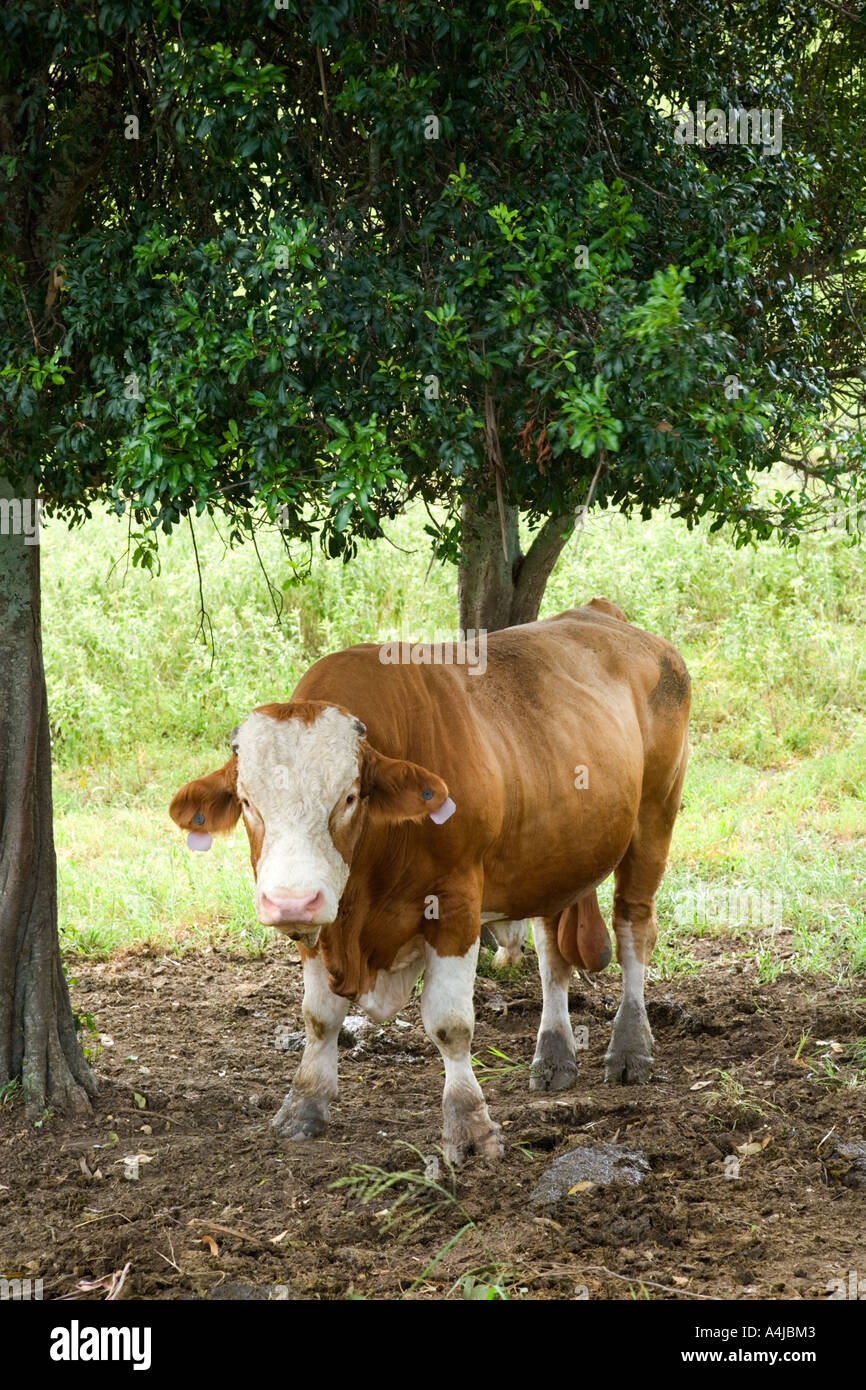 Stock Photo Hereford bull standing under a tree in NSW Australia ...