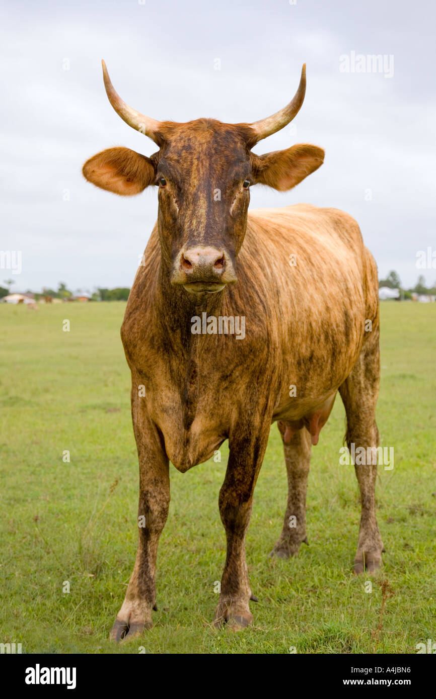 Stock Photo Brahman cross cow standing in pasture looking straight at ...