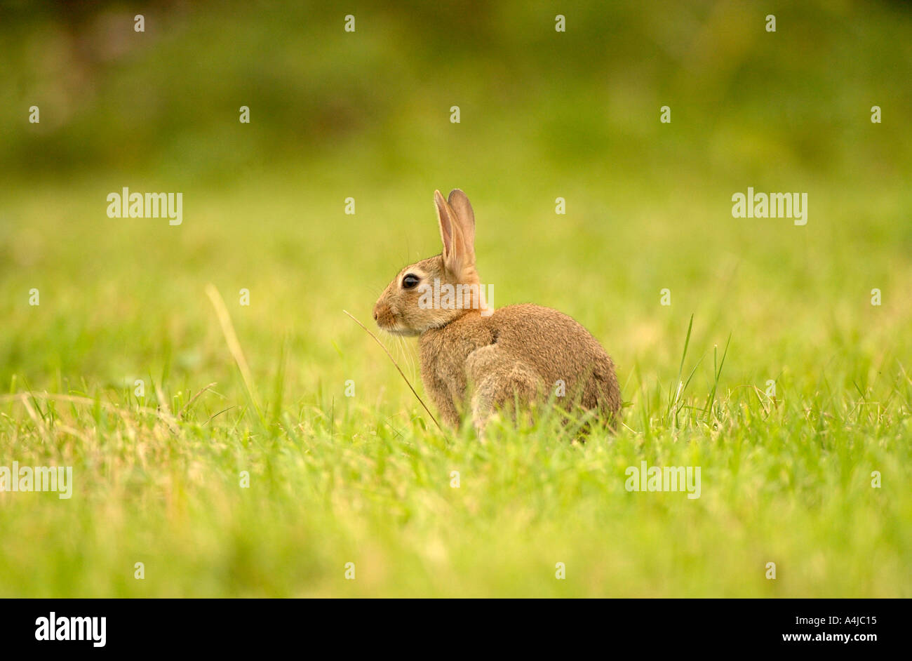 European Wild rabbit (Oryctolagus cuniculus) in lovely green vegetation ...