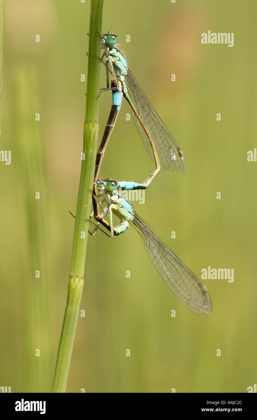 Common Blue Damselfly Mating on the stalk Stock Photo - Alamy