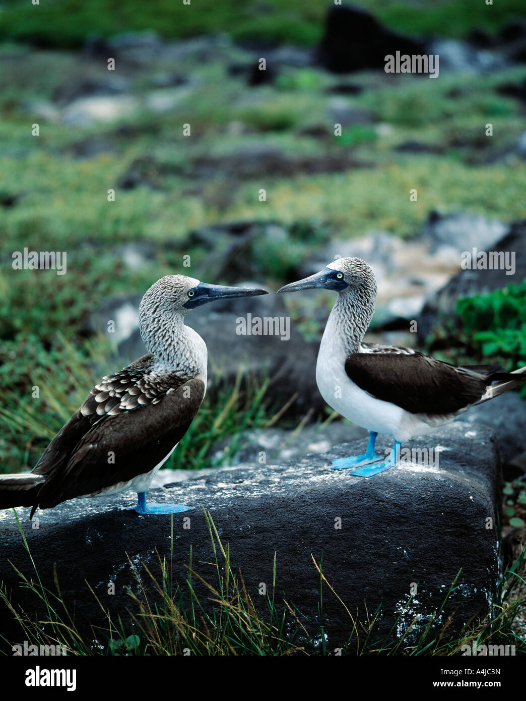 two large marine birds with blue webbed feet on an isolated pacific ...