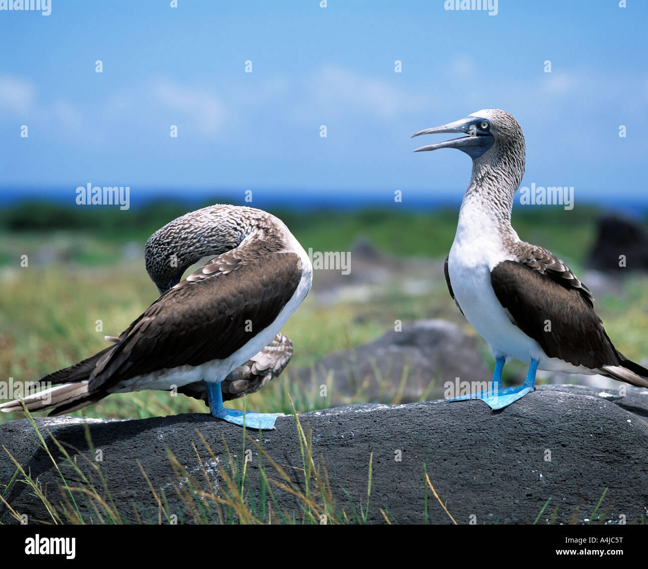 two large marine birds with blue webbed feet standing on a lava rock ...
