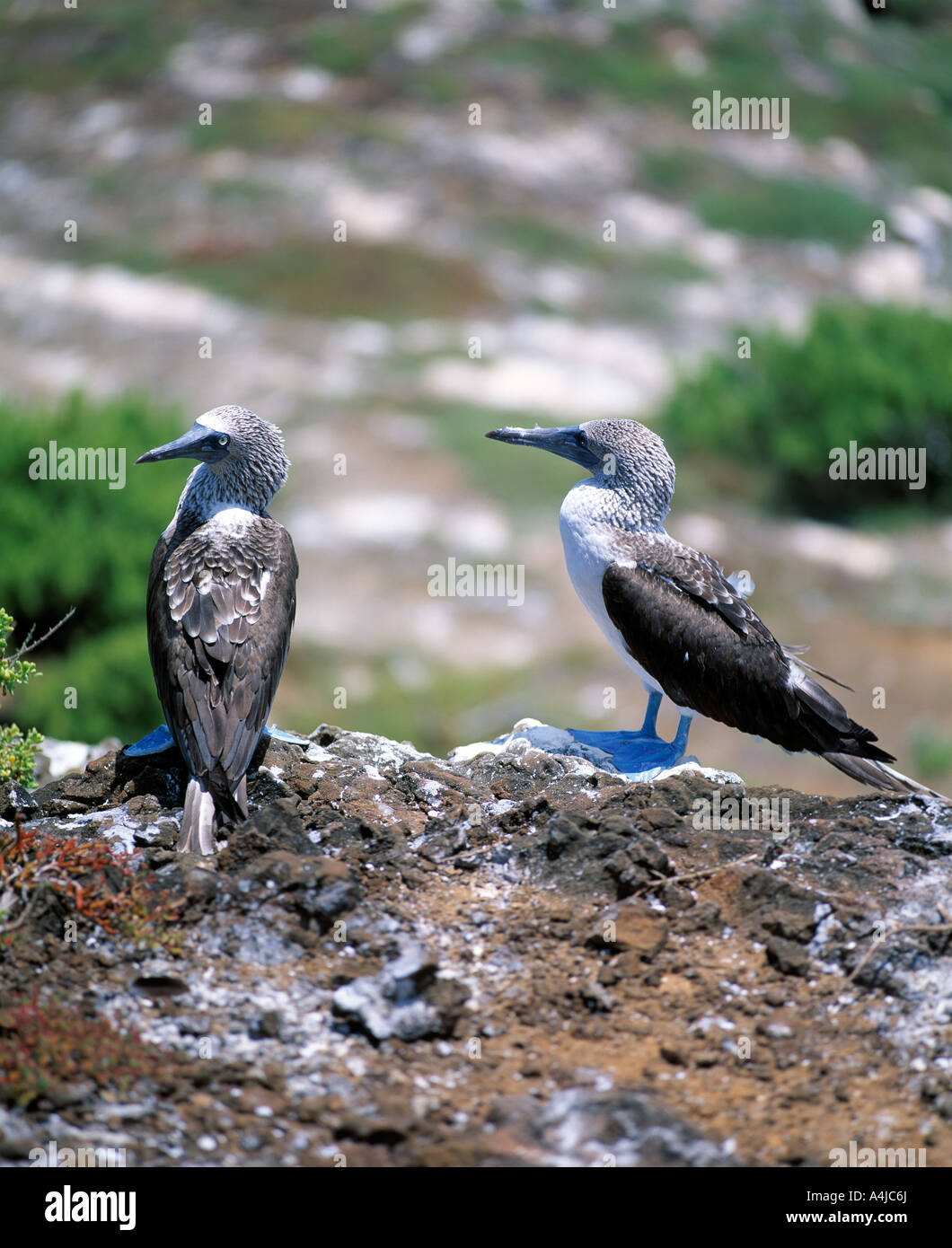 two large marine birds with blue webbed feet looking in the same ...
