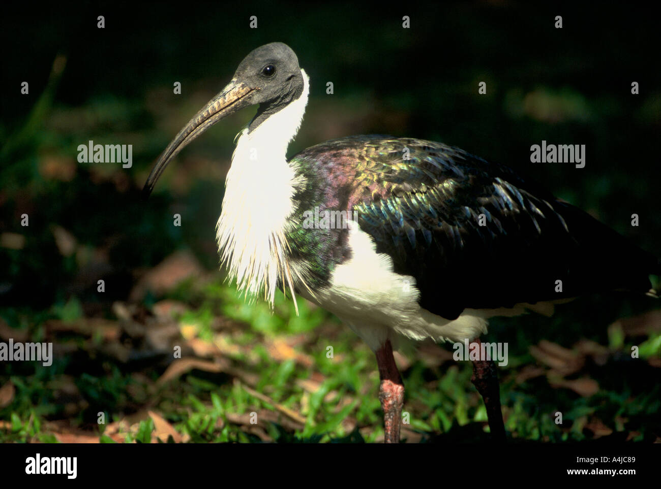 Straw necked ibis Threskiornis spinicollis Stock Photo - Alamy