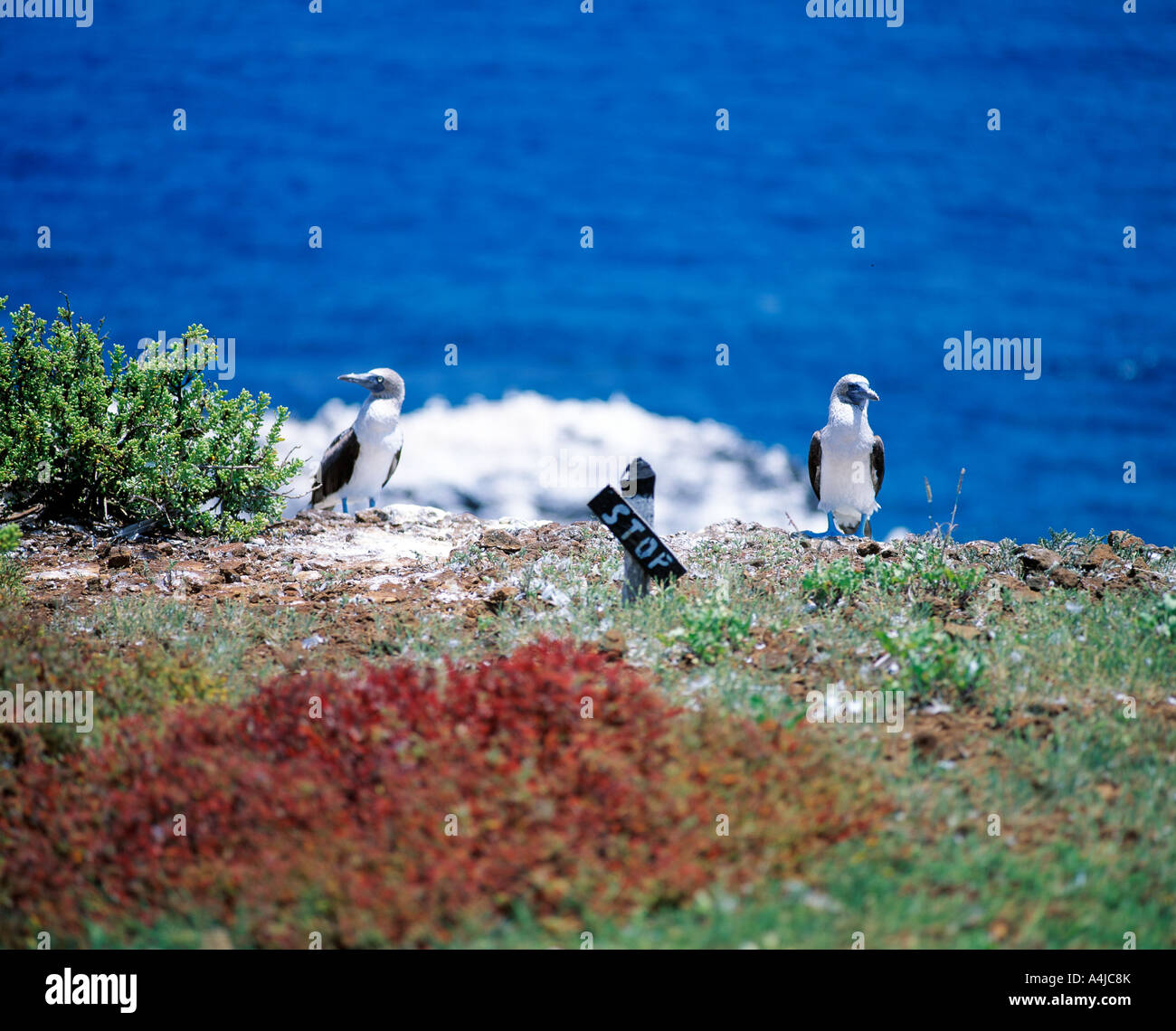 two large marine diving birds with webbed feet standing on a lava cliff ...