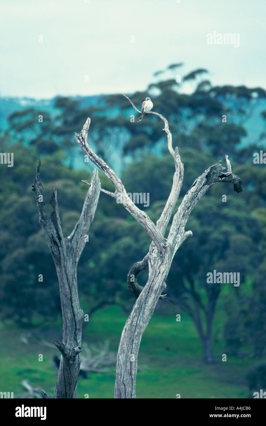 Nankeen kestrel Falco cenchroides sitting on dead gum tree Onkaparinga ...