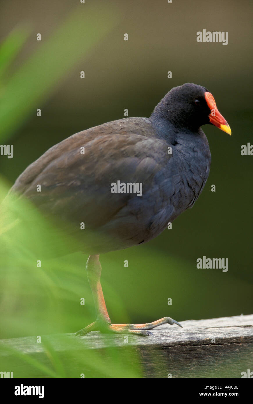 Dusky moorhen Gallinula tenebrosa South Australia Stock Photo - Alamy