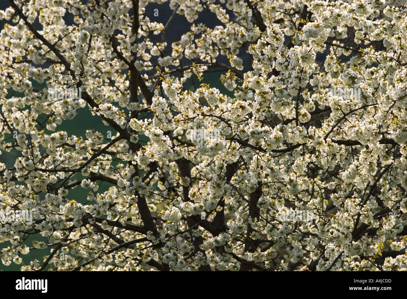 Blomming tree hi-res stock photography and images - Alamy