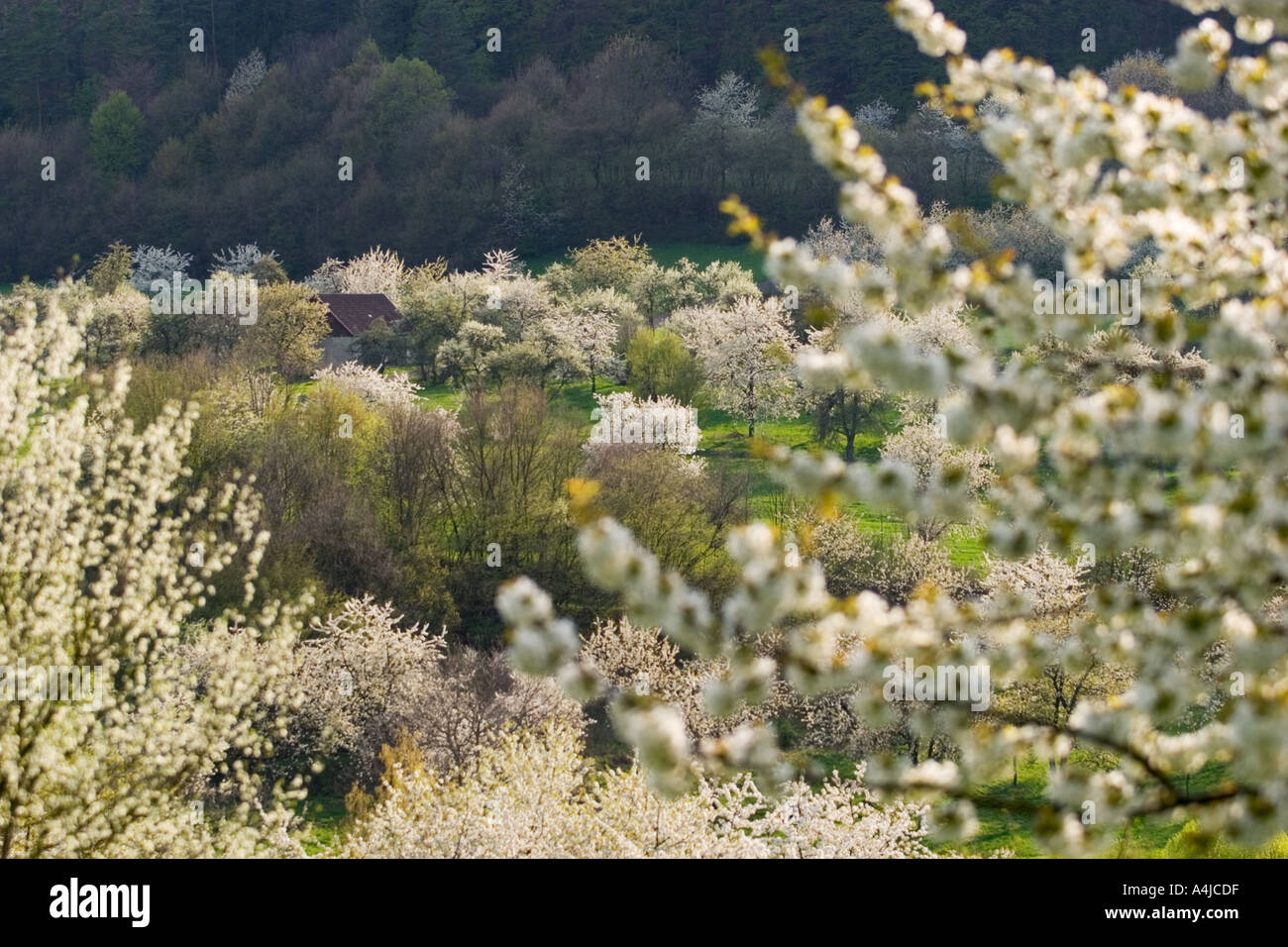 Blomming trees hi-res stock photography and images - Alamy