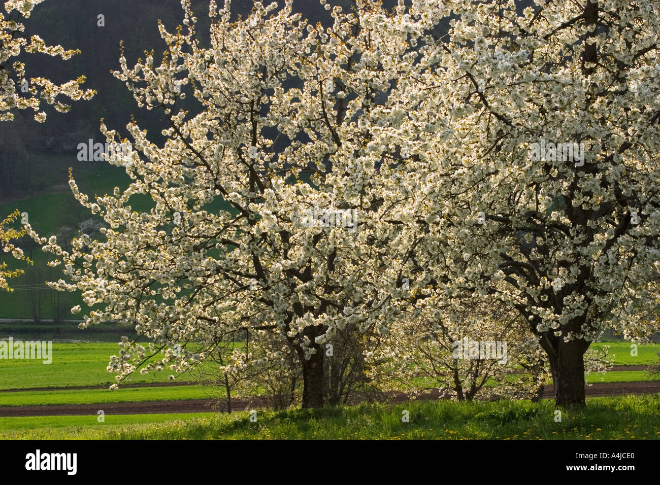 Blomming tree hi-res stock photography and images - Alamy
