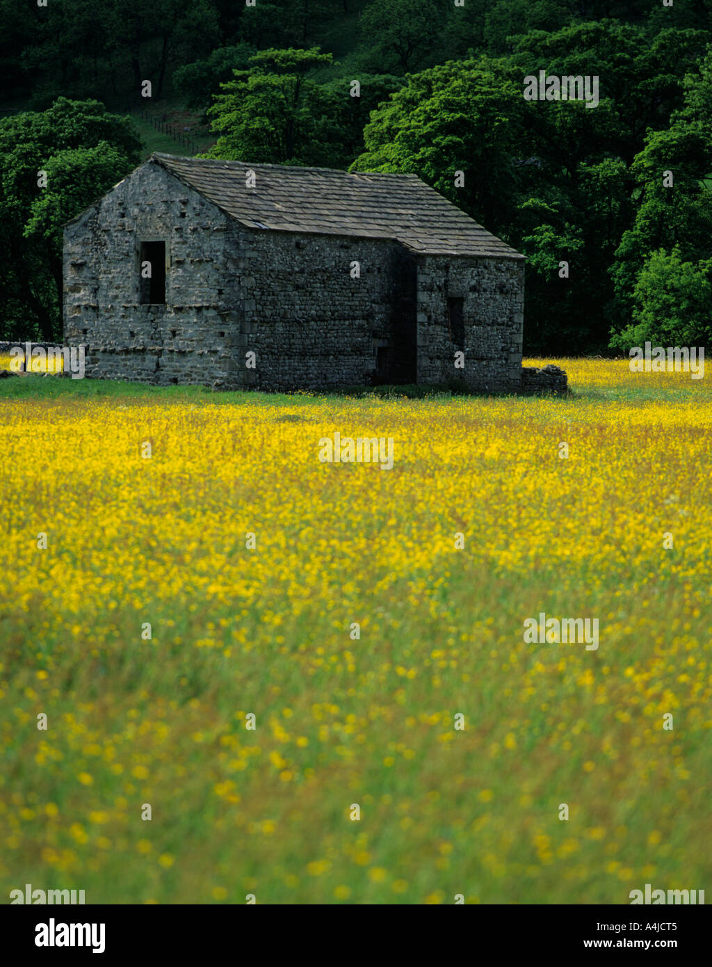 Wildflower Meadow and Barn,Littondale,Yorkshire Dales,England Stock ...