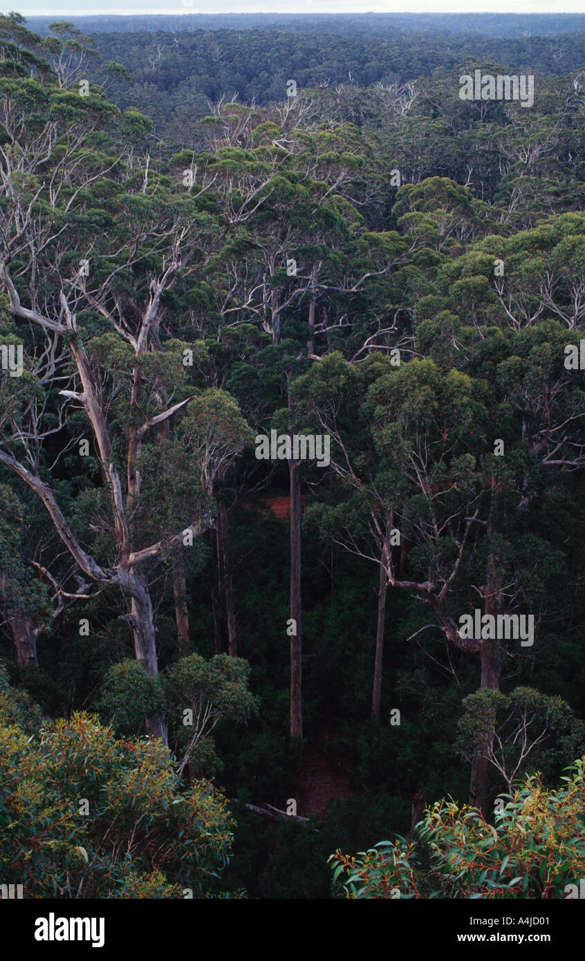 Karri eucalypt hi-res stock photography and images - Alamy