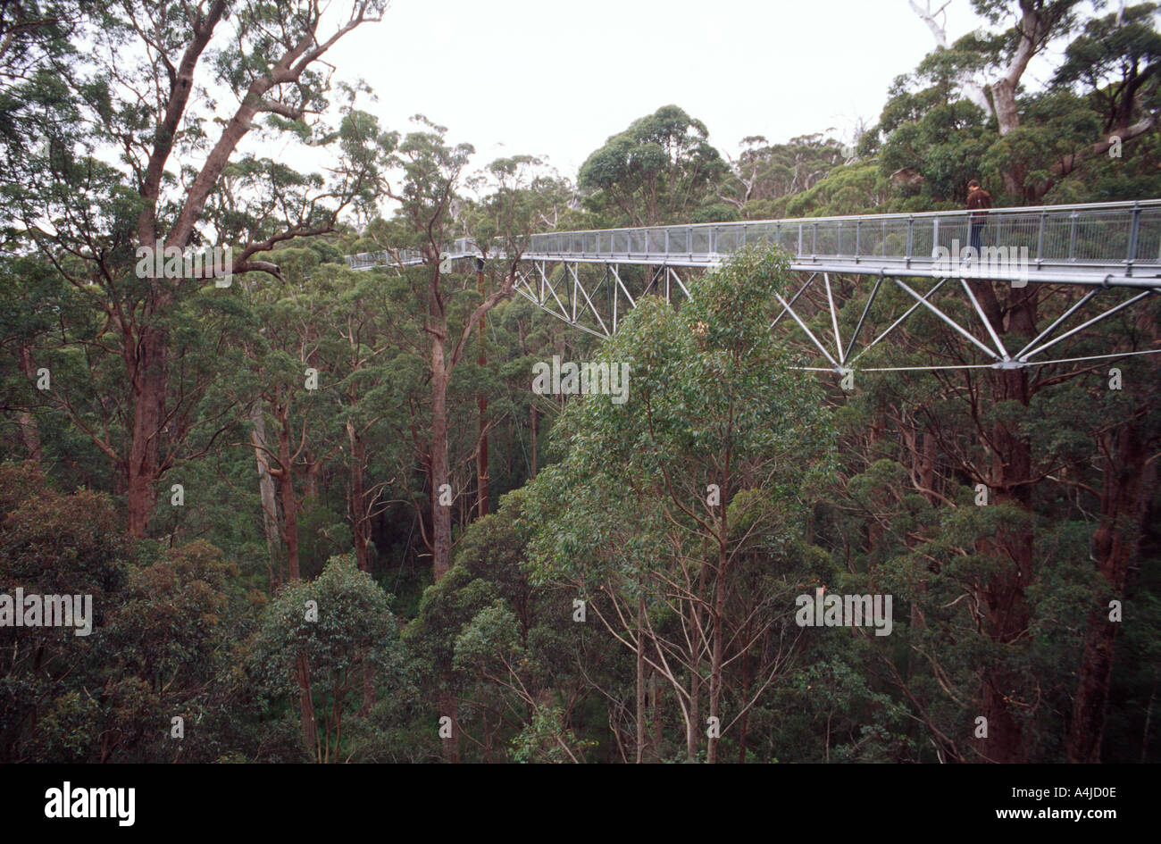 Valley of the giants tree top walk wa hi-res stock photography and ...
