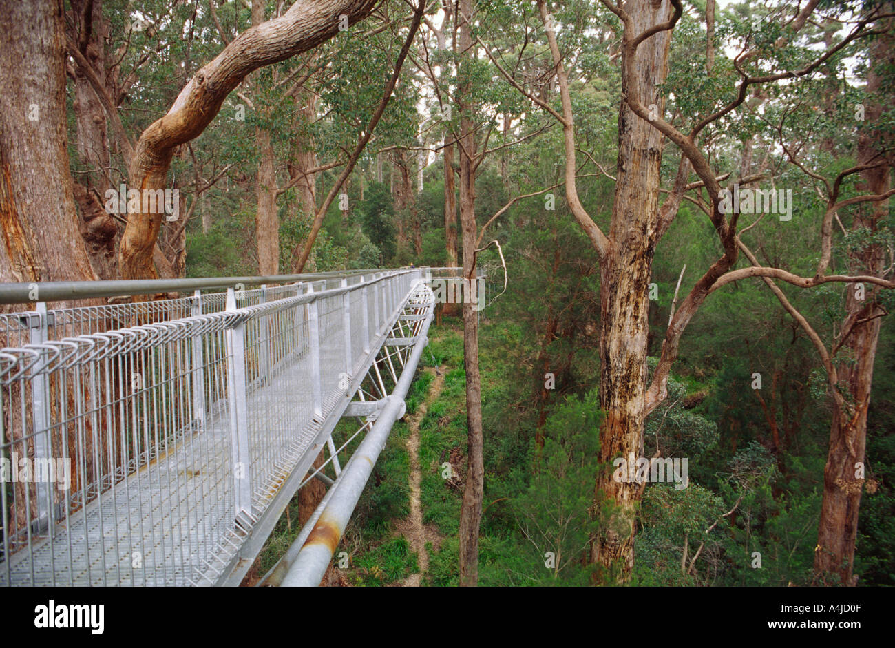 Valley of the Giants Tree top walk Walpole Nornalup NP Western ...