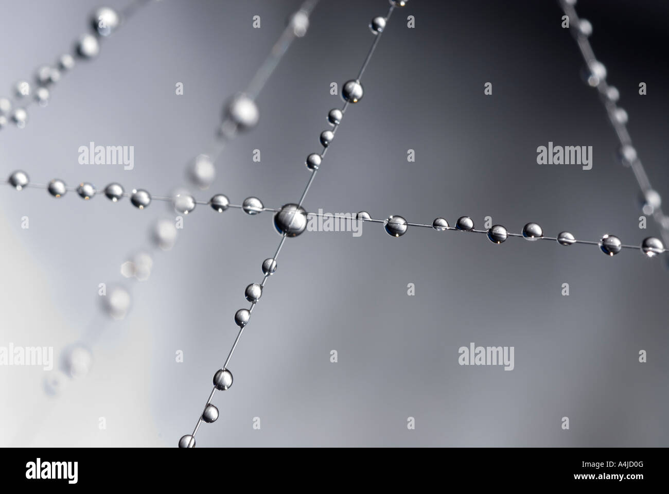 many small water drops hanging on a thin cord like small spheres sphere ...
