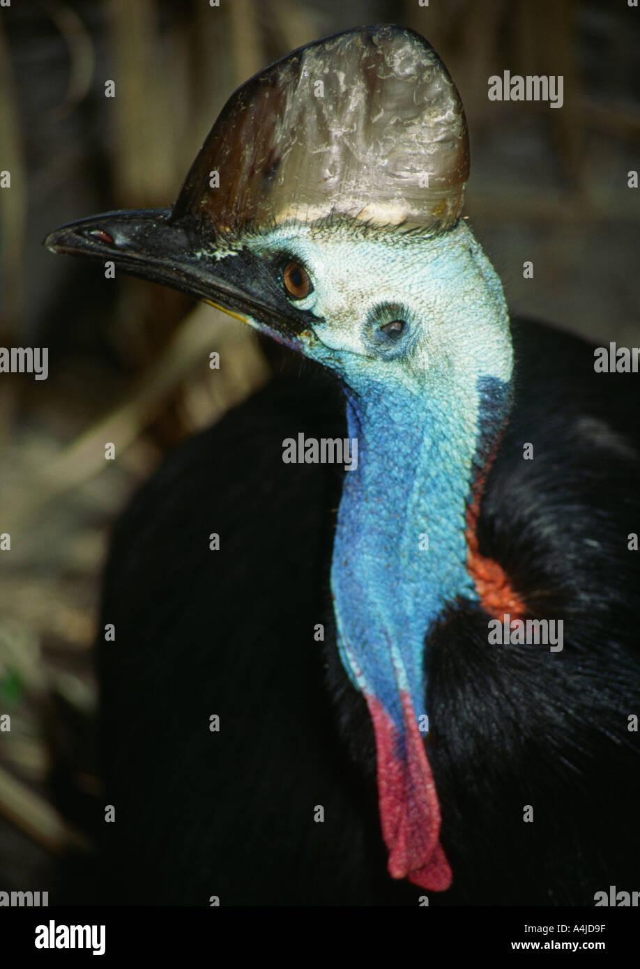 Helmeted cassowary hi-res stock photography and images - Alamy