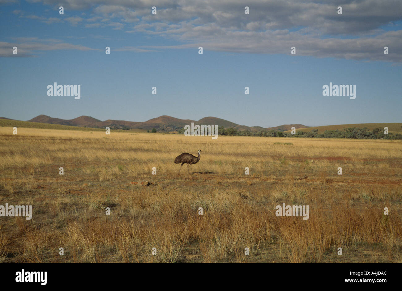 Emu walking in dry grass Dromaius novaehollandiae Flinders Ranges South ...