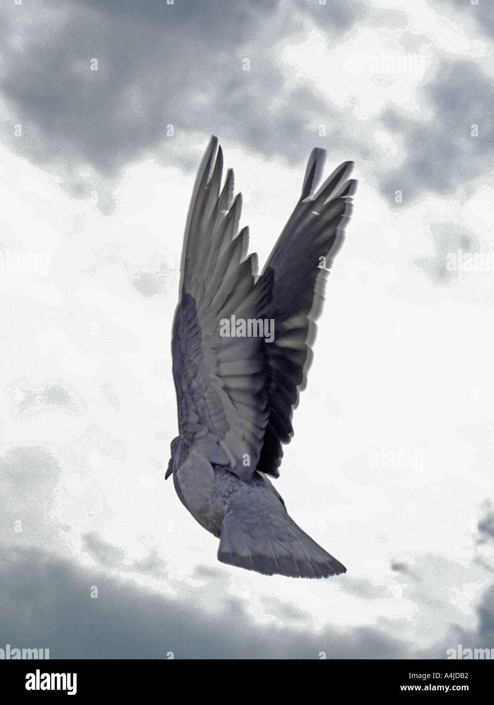 Pigeon flying over the Serpentine in Hyde Park London Stock Photo - Alamy