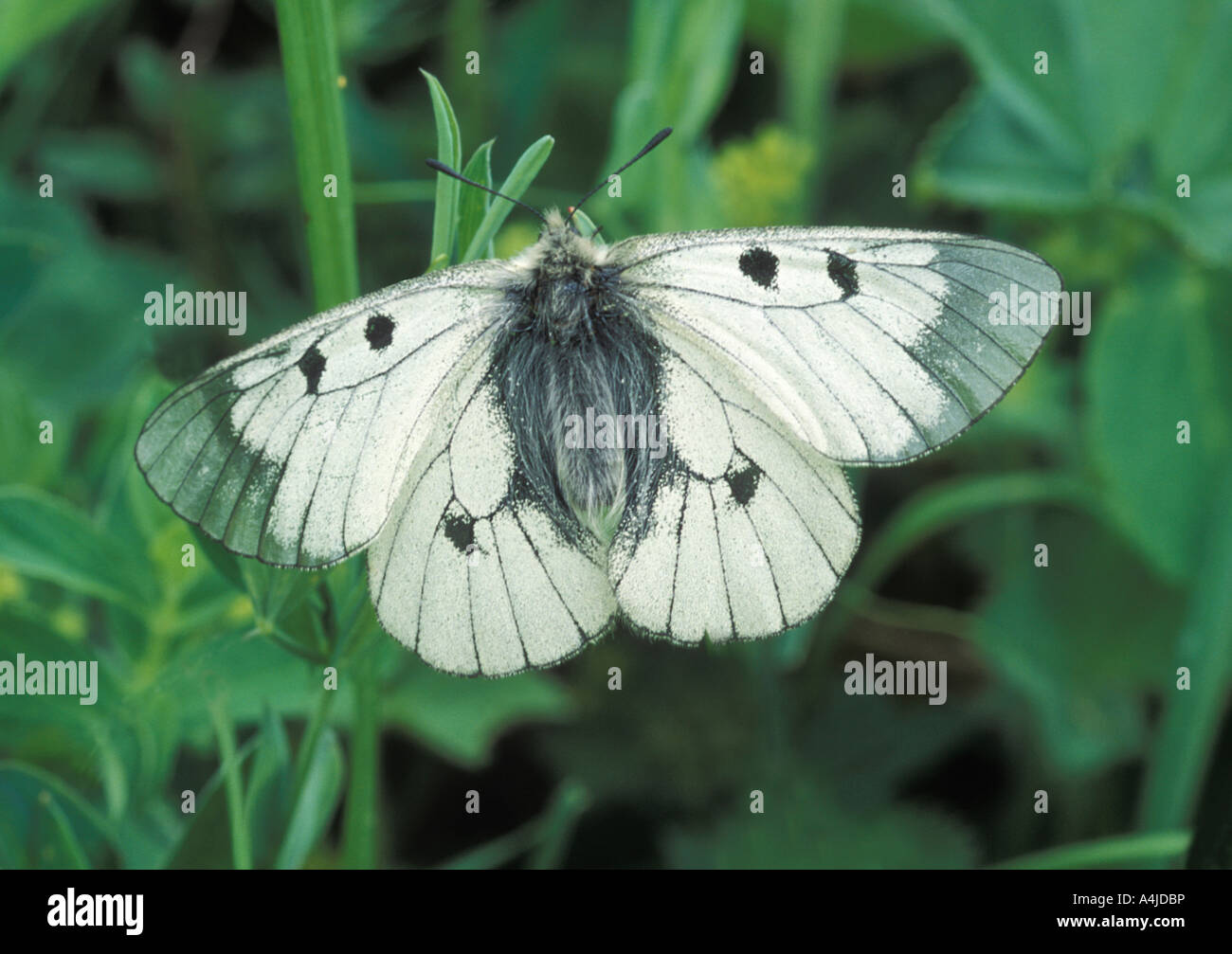 clouded apollo buttefly Stock Photo - Alamy