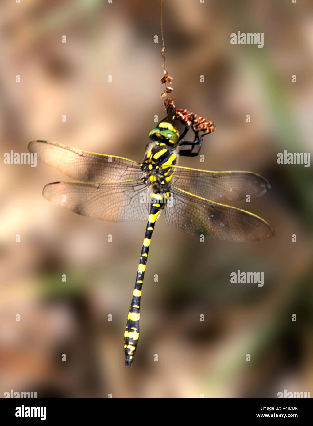 golden ringed dragonfly Stock Photo - Alamy