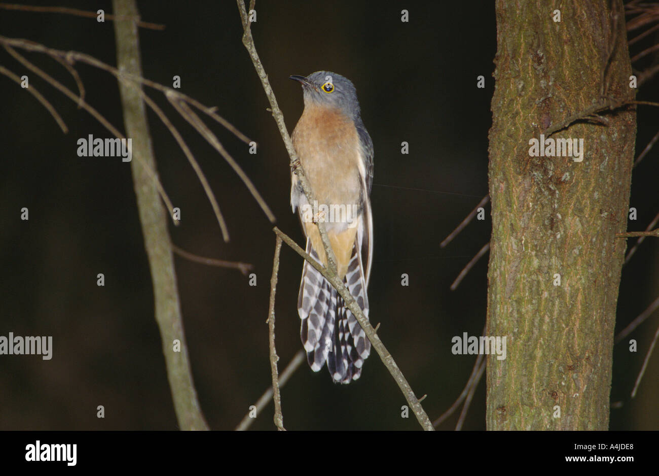 Fan tailed cuckoo Cacomantis flabelliformis sitting on a dry branch in ...