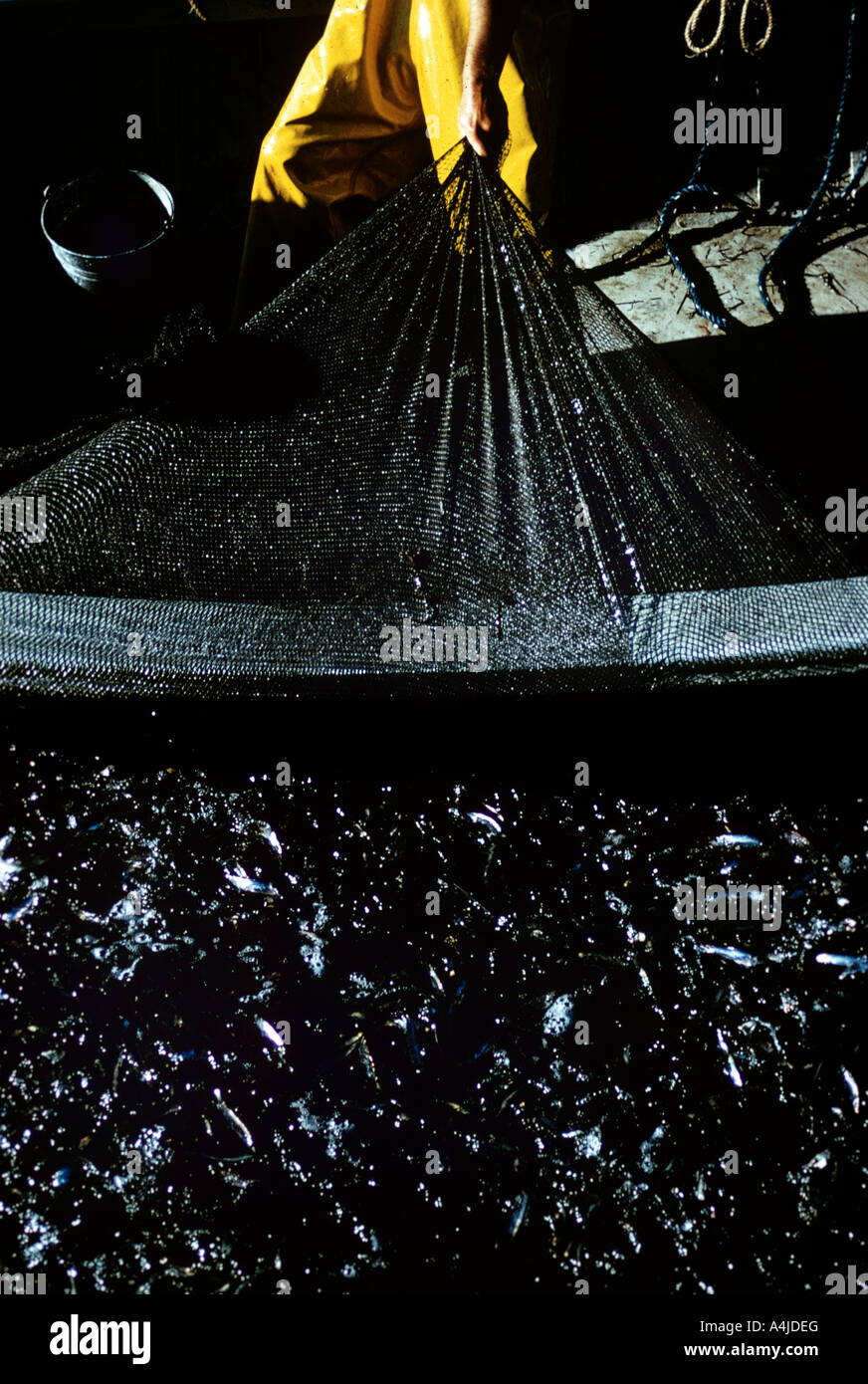 Hauling in a catch of purse seined sardines in Maine's Penobscot Bay ...