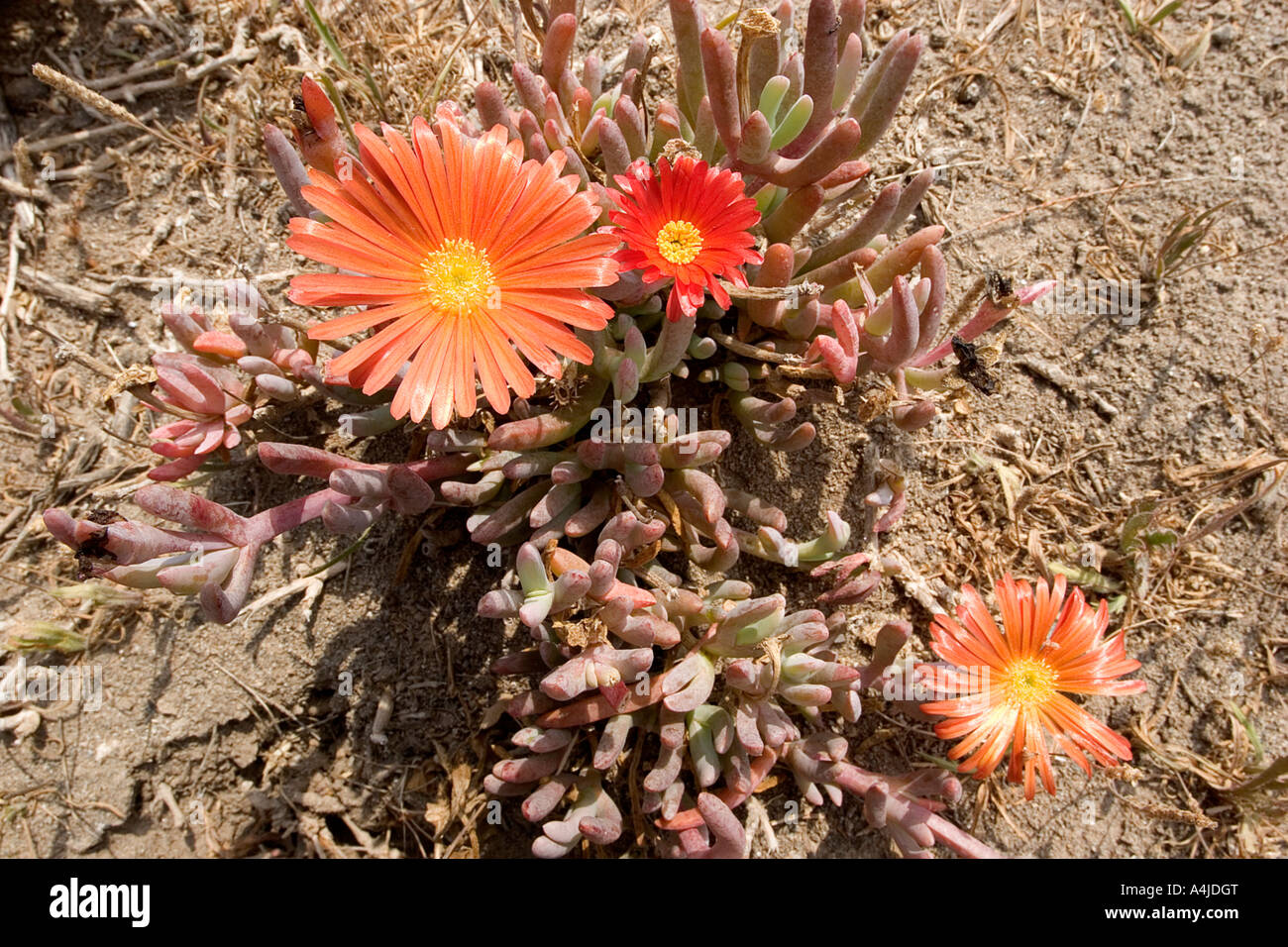Composite flower hi-res stock photography and images - Alamy