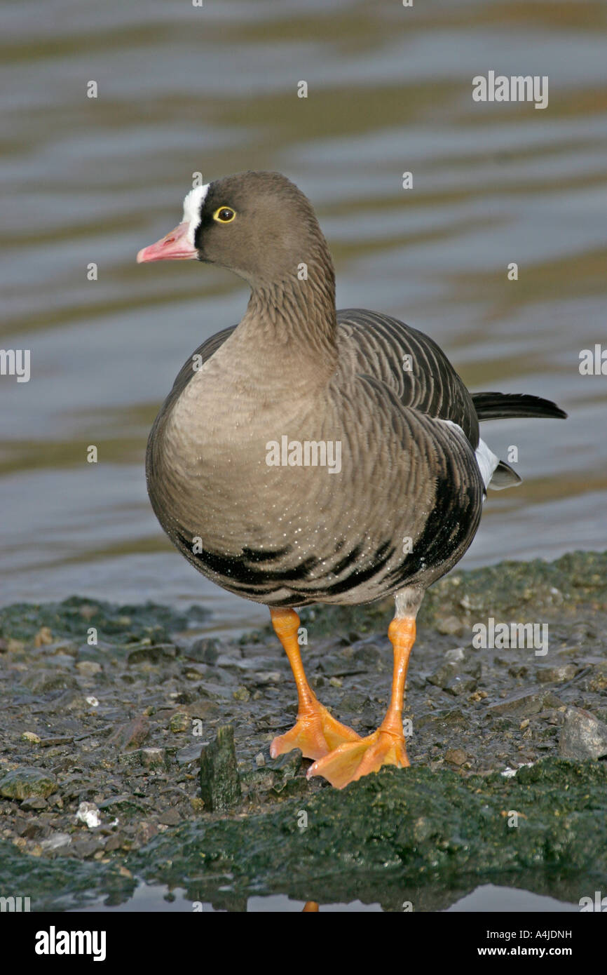 LESSER WHITE FRONTED GOOSE ANSER ERYTHROPUS STANDING FV Stock Photo - Alamy