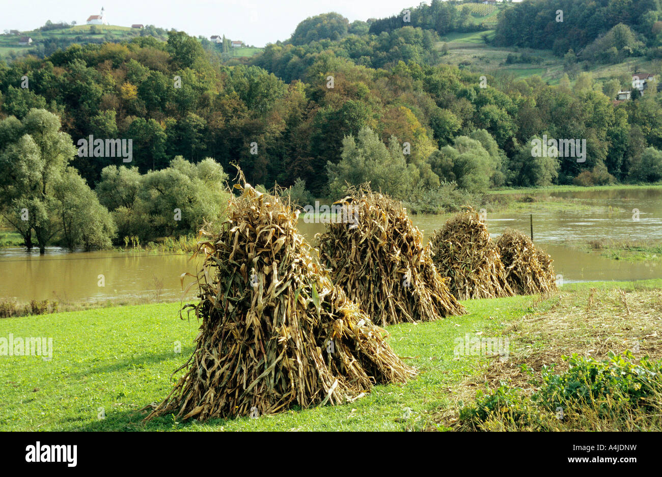 Wheat sheaves in the rural landscape at Zagorje Stock Photo - Alamy