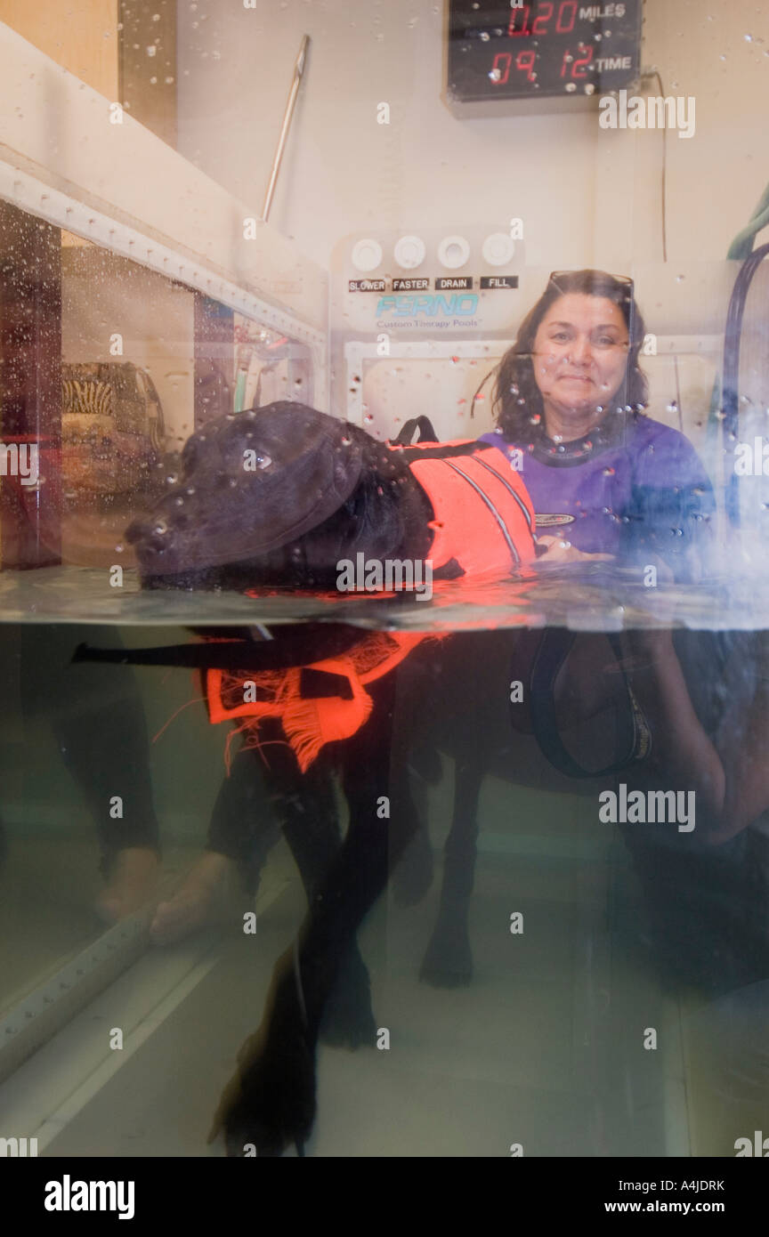Black Labrador Retriever Exercising in Pool at Vet Stock Photo - Alamy